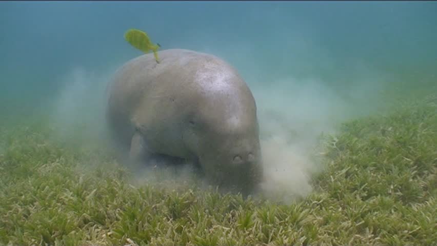 Dugong Feeding On Seagrass Stock Footage Video (100% Royalty-free ...
