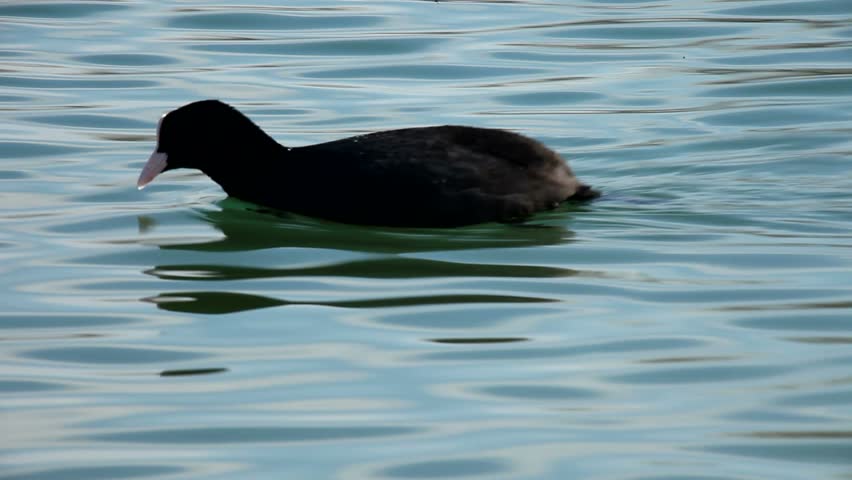 black bird diving food Stock Footage Video (100% Royalty-free) 440407 ...