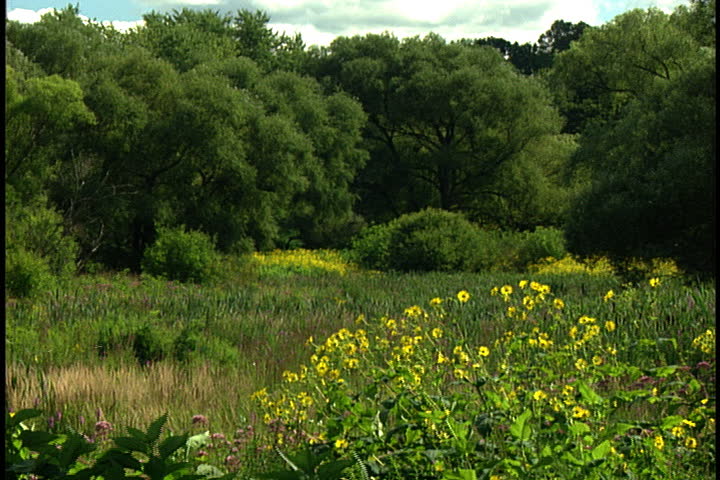 open field wildflowers surrounded by green Stock Footage Video (100% ...
