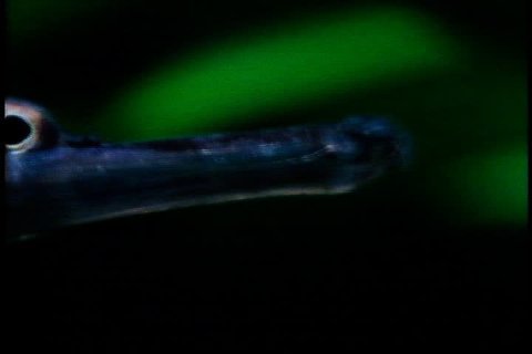 Pan Down Length Pipefish Cape Cod Stock Footage Video (100% Royalty ...