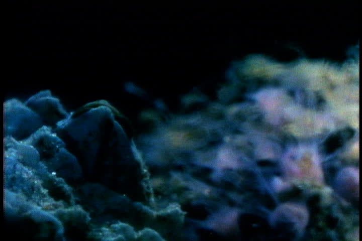 Tentacled Polyps of the Moon Stock Footage Video (100% Royalty-free ...