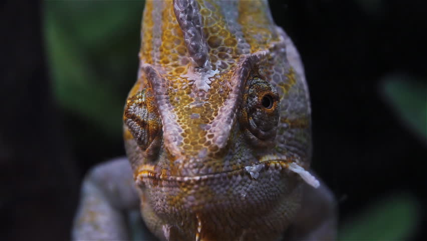 Chameleon Face with His Eyes Stok Videosu (%100 Telifsiz) 4410251 ...