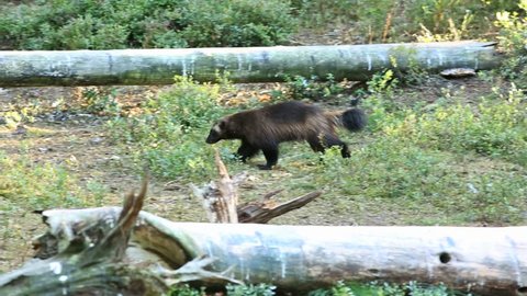Wolverine Wild Search Food Stock Footage Video (100% Royalty-free ...