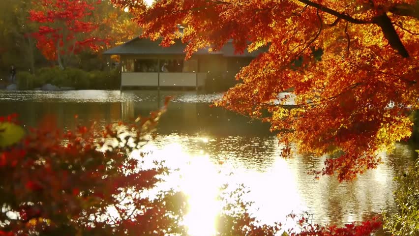 Japanese Maple Over Pond in Stock Footage Video (100% Royalty-free ...
