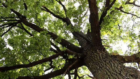 Angle Oak Tree Johns Island South Stock Photo 530497045 | Shutterstock