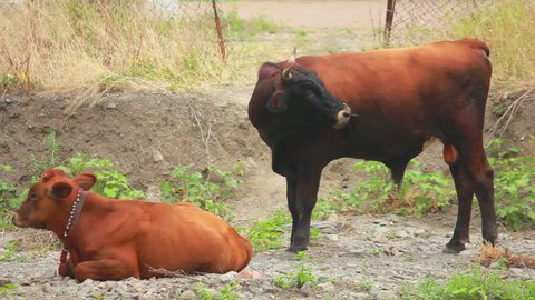 accouplement libre de porc : vidéo de stock (100 % libre de droit ...