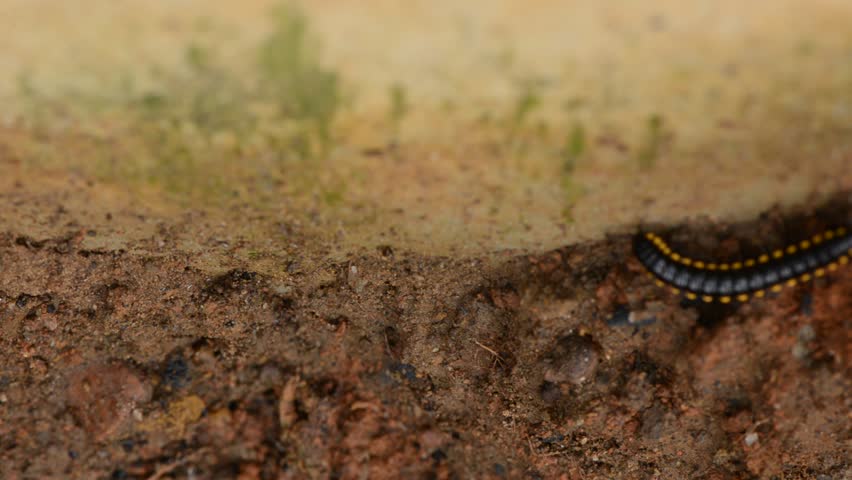 Millipede Walking On Soil Stock Footage Video (100% Royalty-free ...