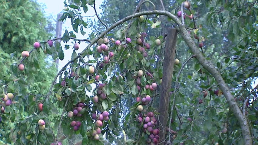 European Plum Tree, Plums On Stock Footage Video (100% Royalty-free ...