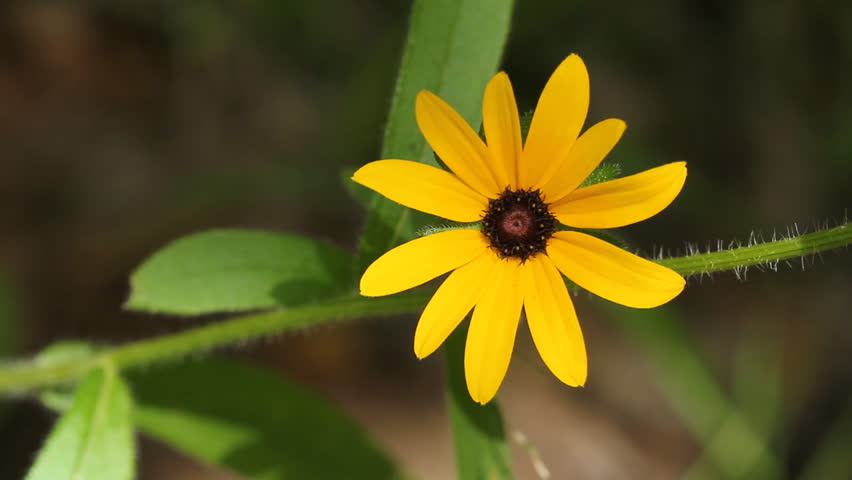 Rudbeckia hurta Stock Video Footage - 4K and HD Video Clips | Shutterstock
