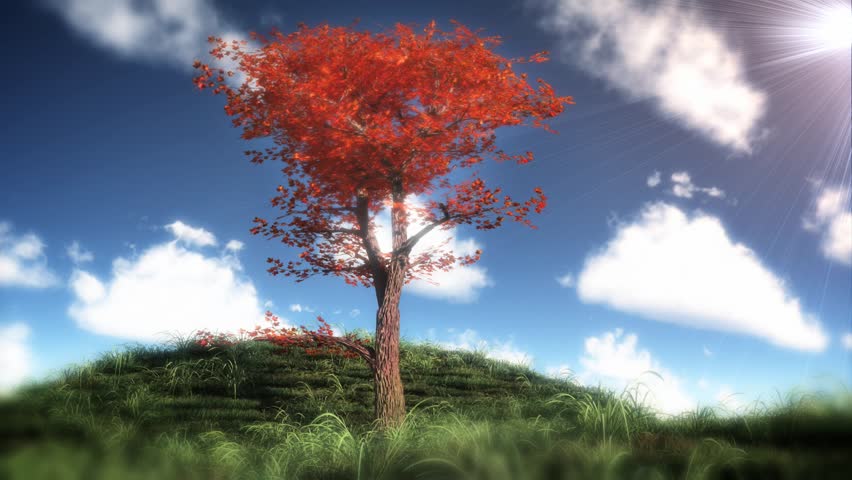 digital animation blooming tree bright sky Stock Footage Video (100% ...