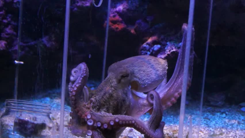 Octopus Moves in an Aquarium Stock Footage Video (100% Royalty-free ...