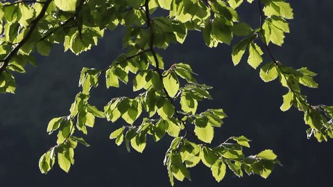 Green Spring Tree Branch Spring Breeze Stock Footage Video (100% ...