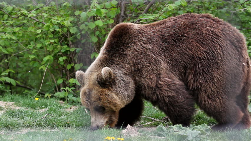 huge brown bear looking food green Stock Footage Video (100% Royalty ...