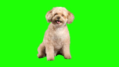 Dog On Greenscreen Stock Footage Video (100% Royalty-free) 4522022 ...