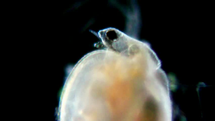 Daphnia Movements Under Microscope, Magnification Stock Footage Video ...