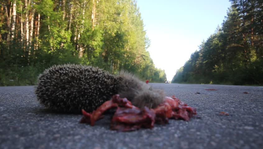 dead hedgehog on asphalt road Stock Footage Video (100% Royalty-free ...