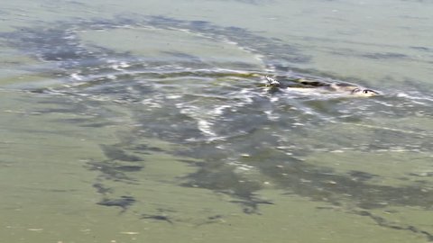 Algal Nuisance Fish Dying Because Poisoning Stock Footage Video (100% ...