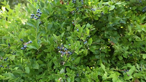Camera Dolly Blueberry Bush Camera Dollies Stock Footage Video (100% ...