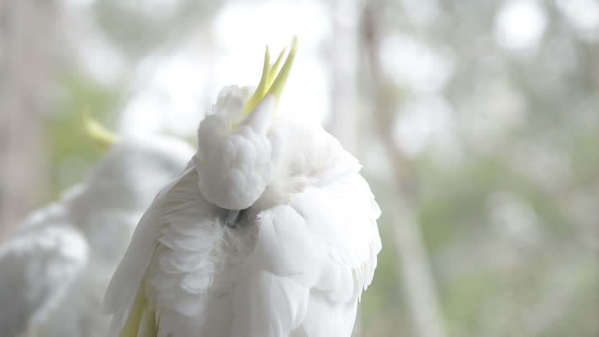 sulphur crested cockatoo preening itself shallow Stock Footage Video ...