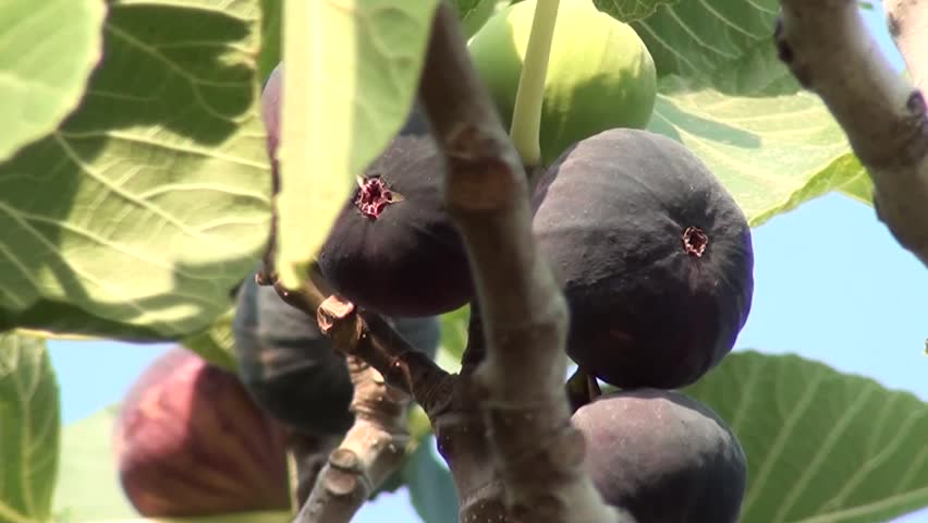 Crown figs Stock Video Footage - 4K and HD Video Clips | Shutterstock