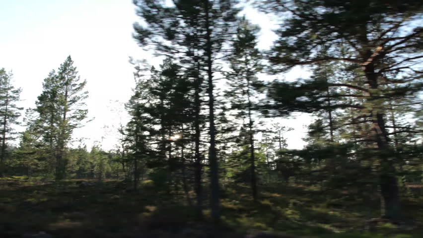 Driving Past Trees And Sunny Stock Footage Video 100 Royalty Free 4539086 Shutterstock
