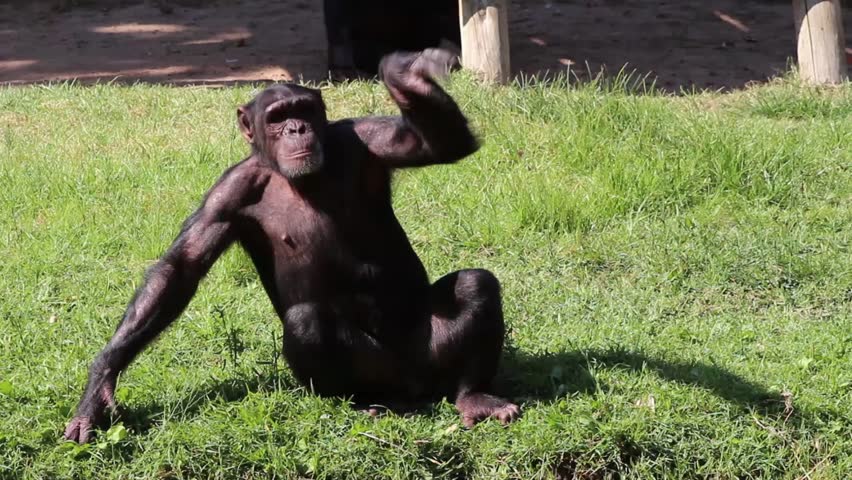 funny angry chimp yelling claiming peanuts Stock Footage Video (100% ...