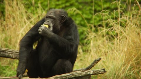 This Adult Chimpanzee Using Pant Hoot Stock Photo (Edit Now) 1911357829