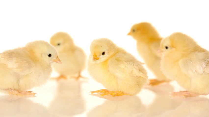 crazy chicken dance Stock Footage Video (100% Royalty-free) 3460619 ...