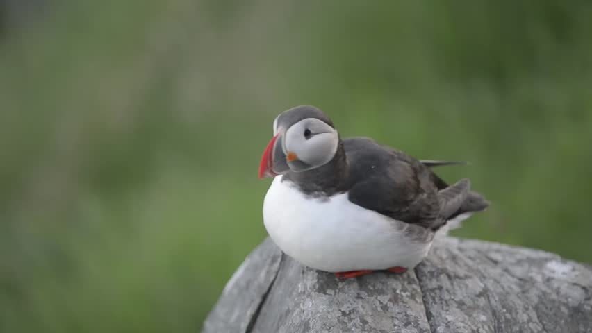 puffin sitting on cliff Stock Footage Video (100% Royalty-free) 4556252 ...