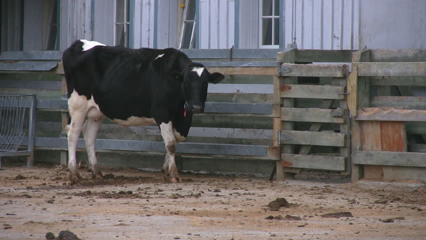 A Cow Chewing Her Cud Stock Footage Video (100% Royalty-free) 456049 ...