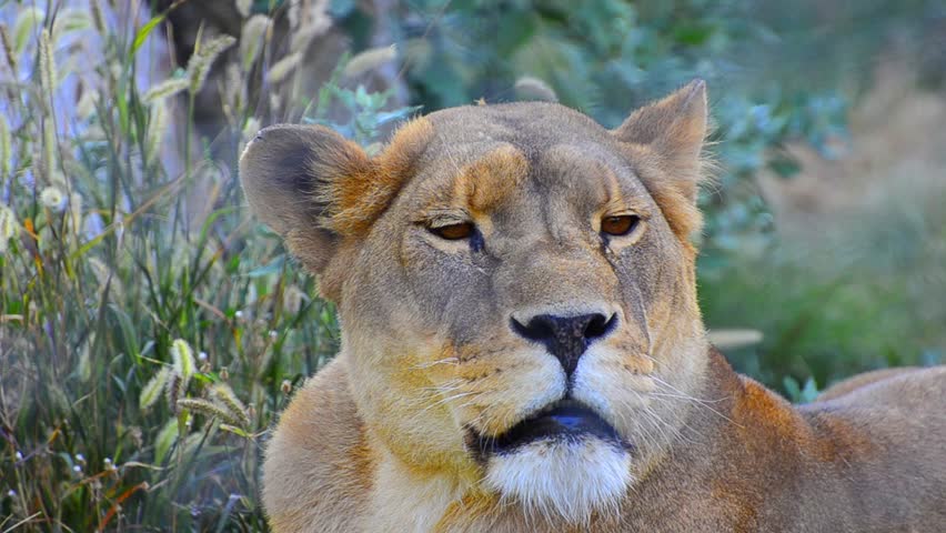 Lion Breath. Lioness Breathing Heavily Stock Footage Video (100% ...