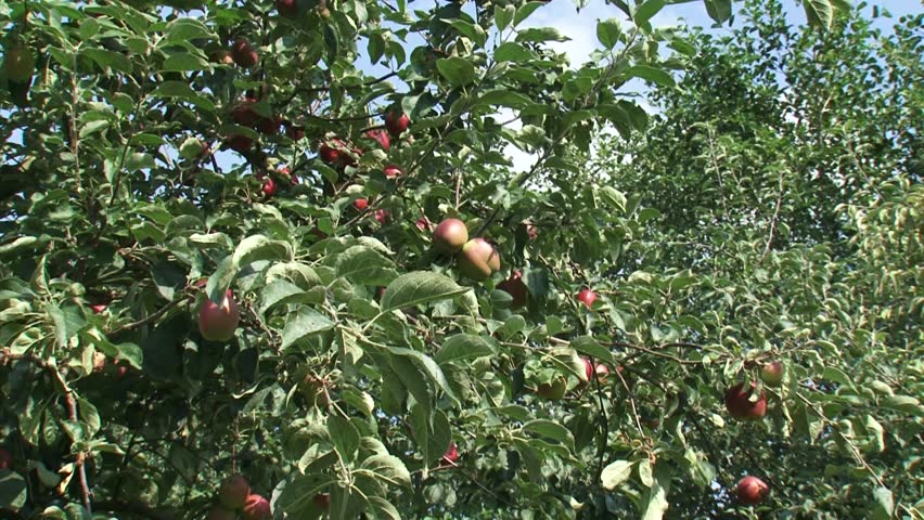 Old-growth European Apple Tree with Stock Footage Video (100% Royalty ...