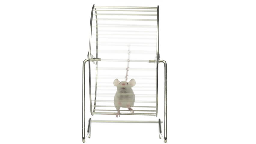 white mouse running wheel slow motion Stock Footage Video (100% Royalty ...