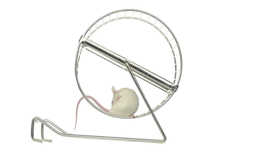 white mouse running wheel slow motion Stock Footage Video (100% Royalty ...