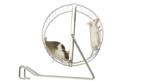 Mice Running Running Wheel Stock Footage Video (100% Royalty-free ...