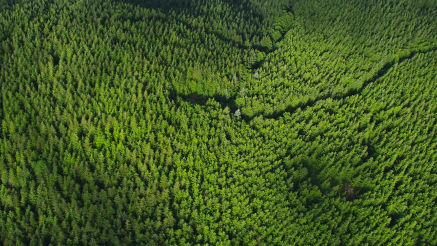 oregon forest aerial shot Stock Footage Video (100% Royalty-free ...