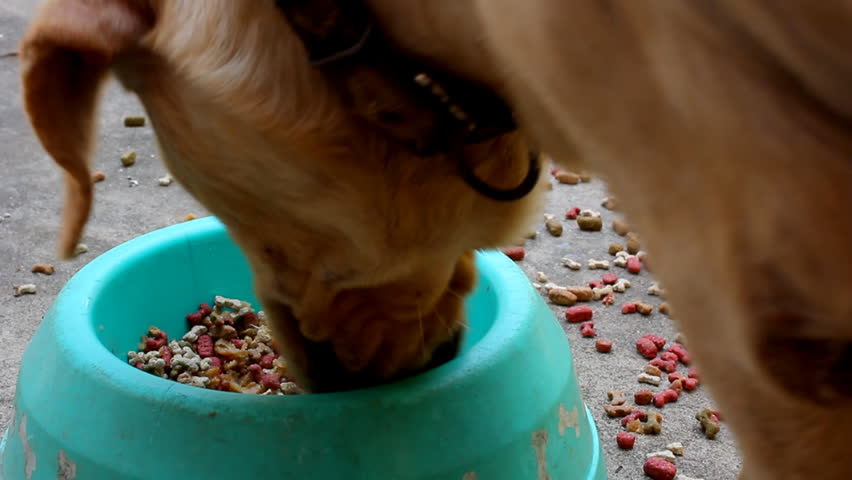 dog eating food bowl Stock Footage Video (100% Royalty-free) 4587104 ...