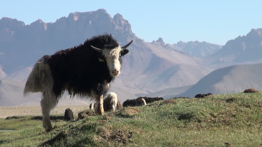 A Young Yak Looks Into Stock Footage Video (100% Royalty-free) 4588337 ...