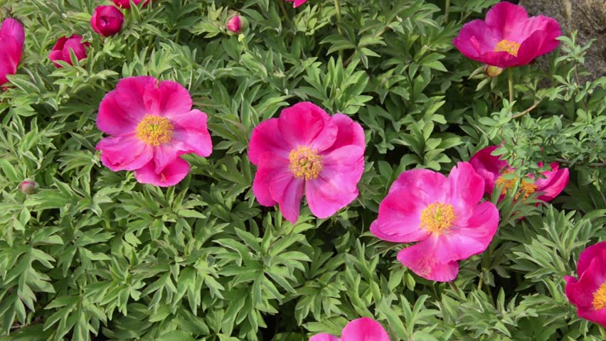 common peony paeonia officinalis Stock Footage Video (100% Royalty-free ...