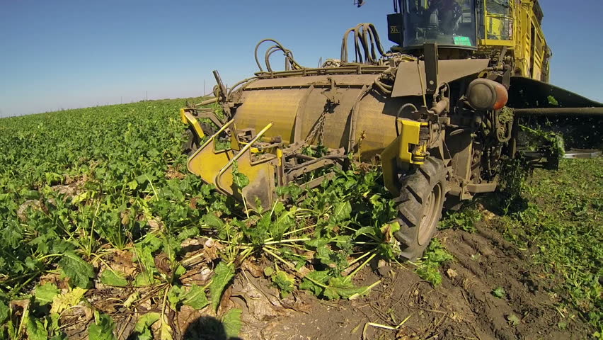 Sugar Beet Harvesting Combine Harvester Machine Stock Footage Video