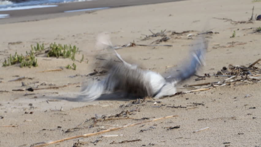 Stake net fishing Stock Video Footage - 4K and HD Video Clips ...