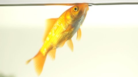 Close Slow Motion Shot Single Goldfish Stock Footage Video (100% ...
