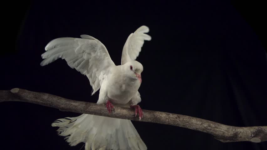 White Bird Landing On Branch Stock Footage Video (100% Royalty-free ...