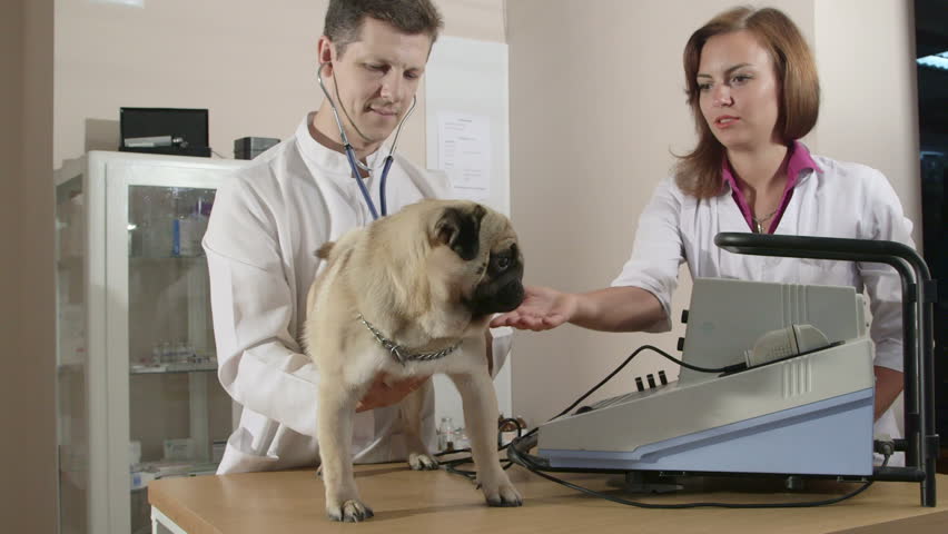 vet examining pug dog animal clinic Stock Footage Video (100% Royalty ...