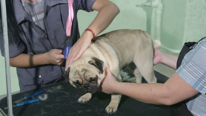 pug dog grooming pet salon Stock Footage Video (100% Royalty-free ...