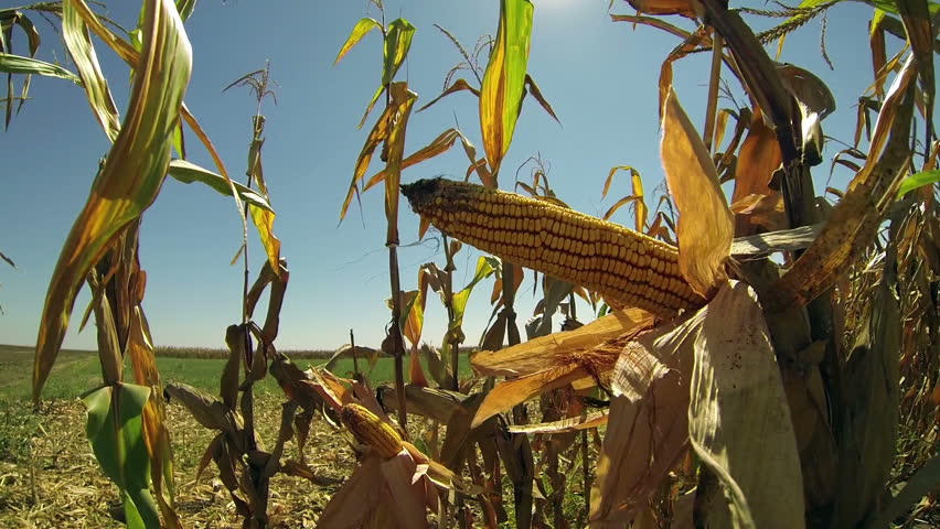 Ripe Corn Cob On Stalk. Stock Footage Video (100% Royalty-free) 4659932 ... Ripe Corn Cob On Stalk. Stock Footage Video (100% Royalty-free) 4659932 ...