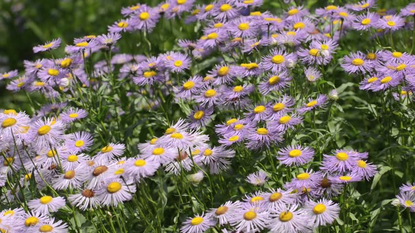Aspen Fleabane (erigeron Speciosus Var. Stock Footage Video (100% ...
