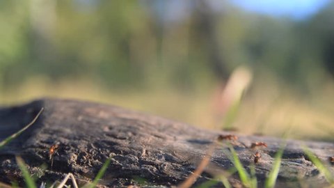 Worm Crawling Bug Freshly Dug Soil Stock Footage Video (100% Royalty ...