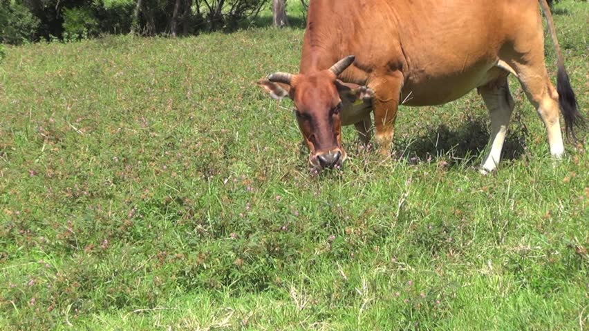 cow eating grass on farmland Stock Footage Video (100% Royalty-free ...