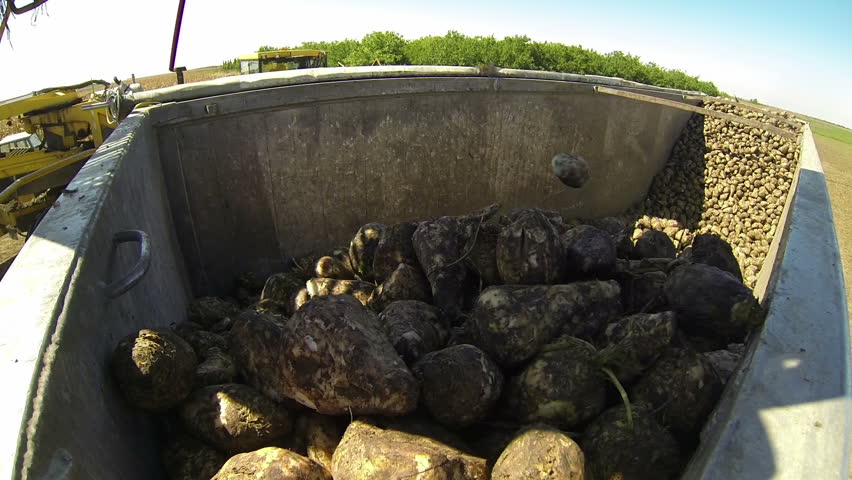 Farmers Loading Sugar Beets On Stock Footage Video (100% Royalty-free ...